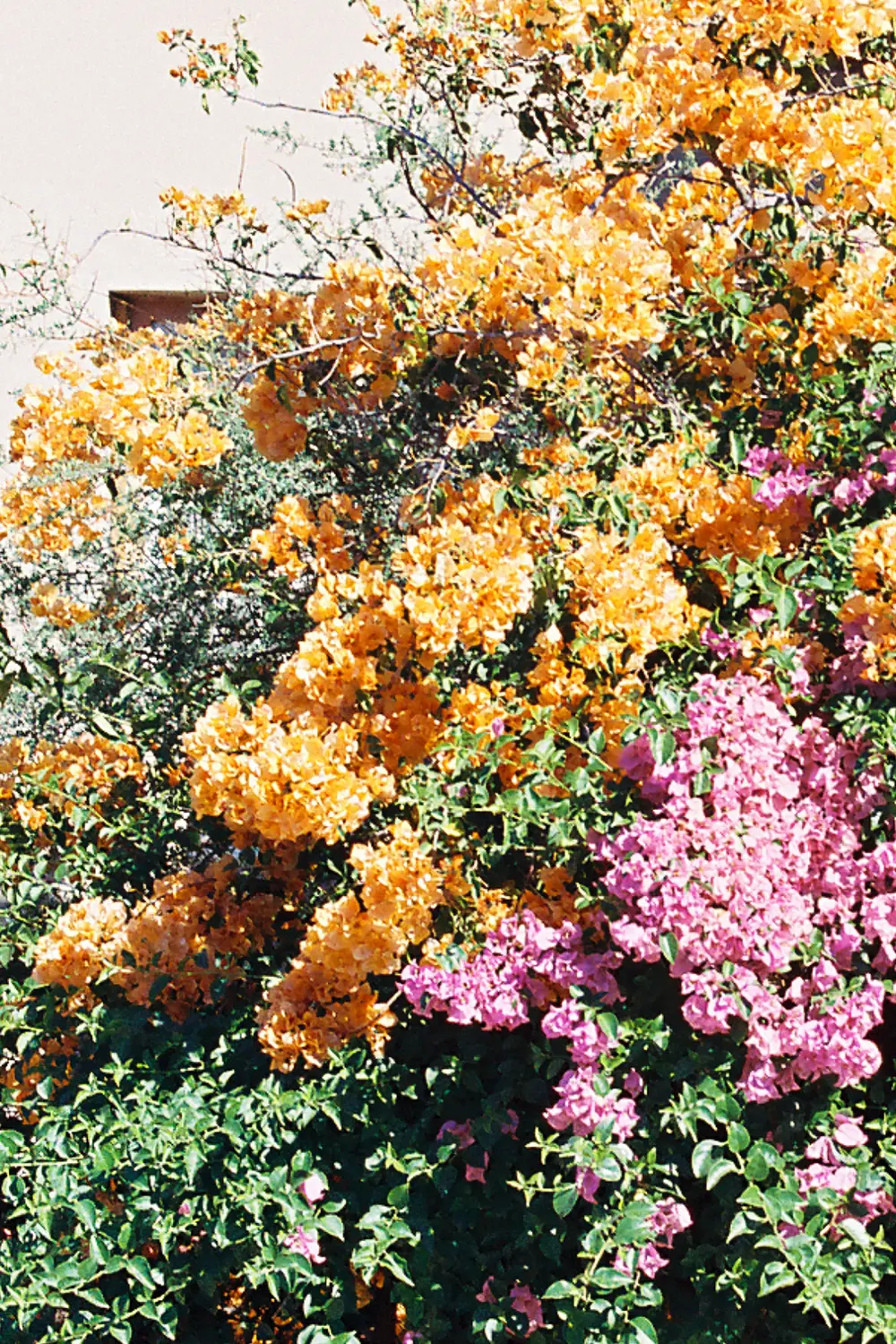 DMC X Danielle Clough - Radioactive Cassias Thread Bundle - DMC