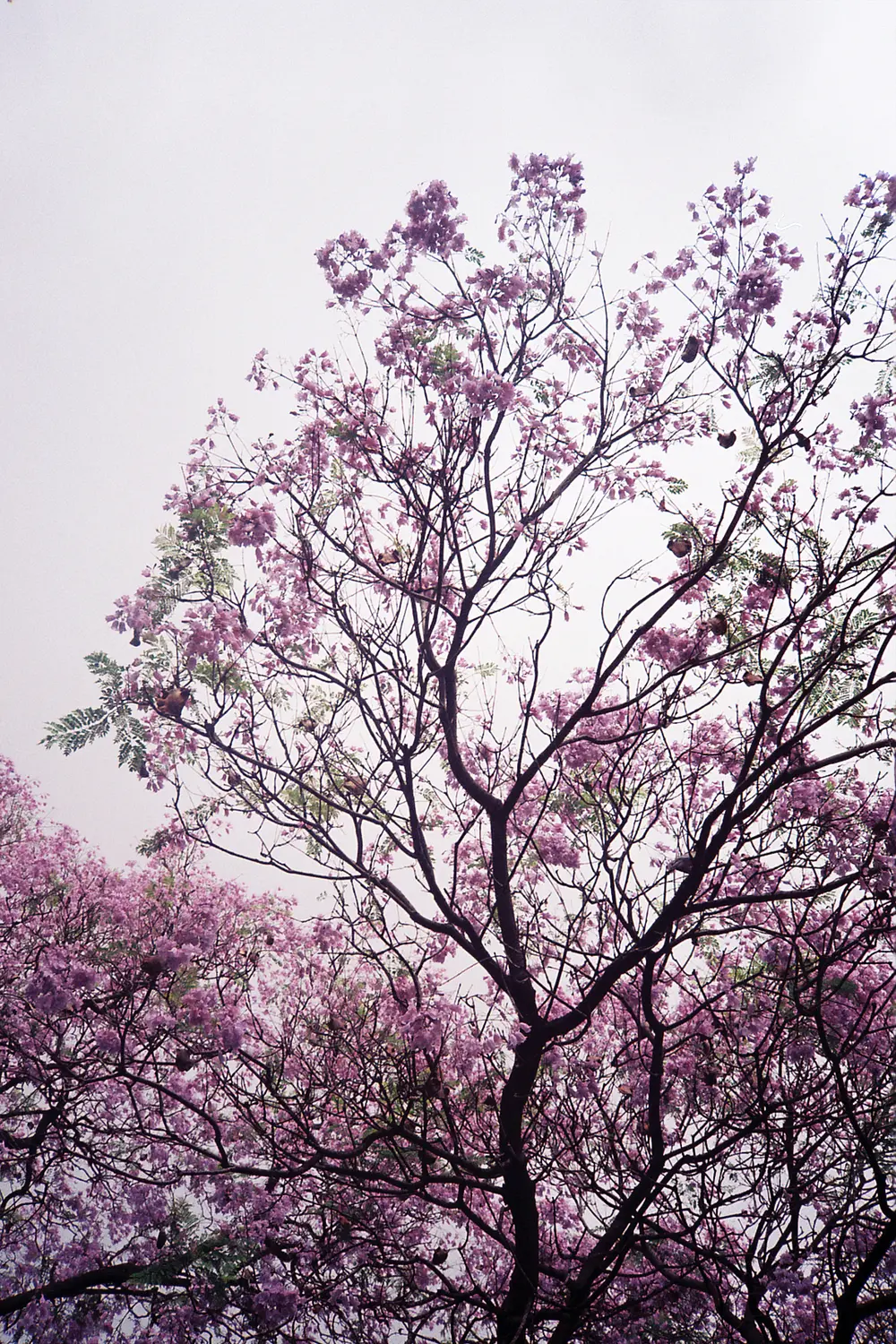 DMC X Danielle Clough Thread Bundle - DMC